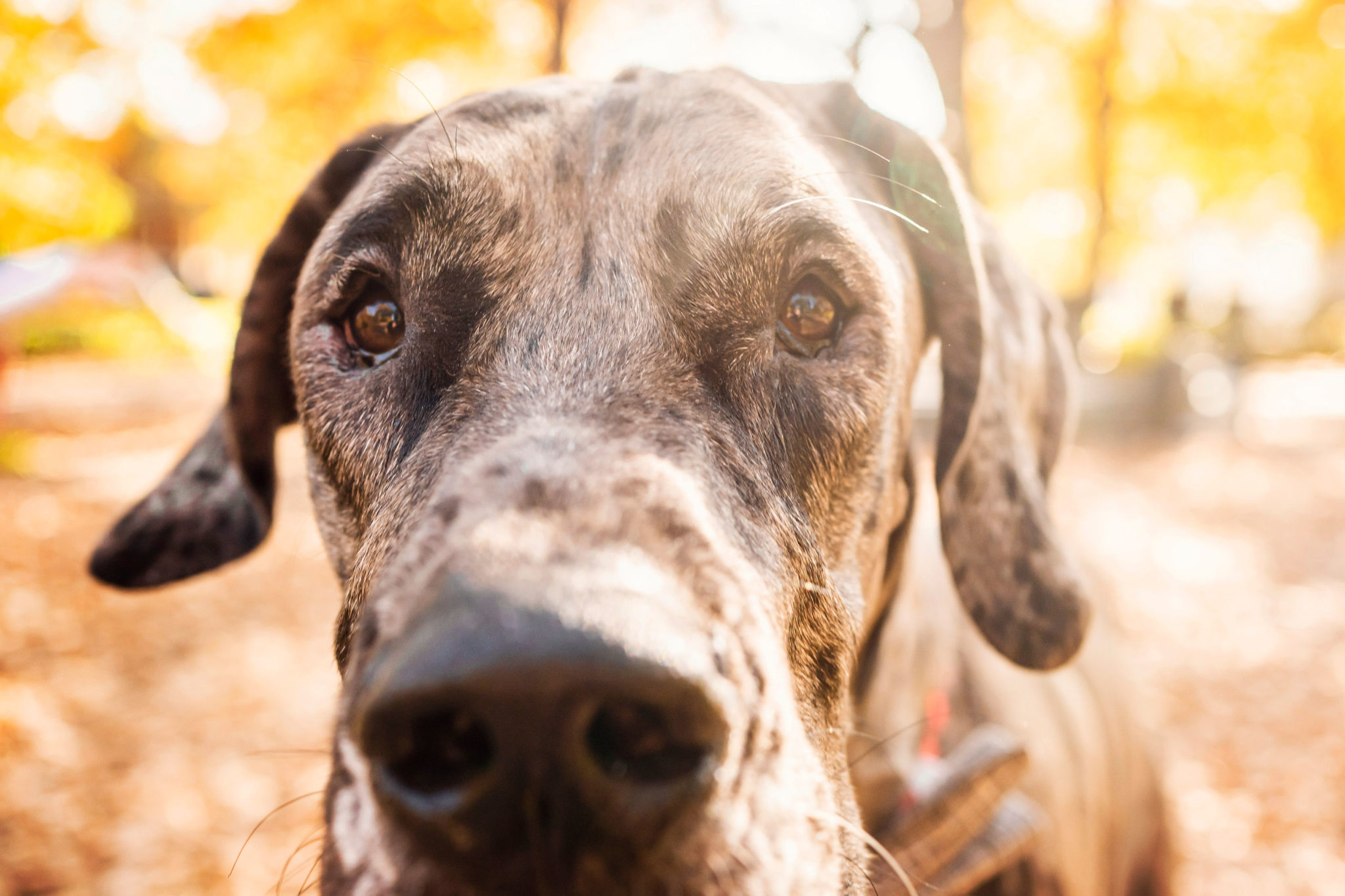 Available Danes - Great Dane Rescue of MN/WI