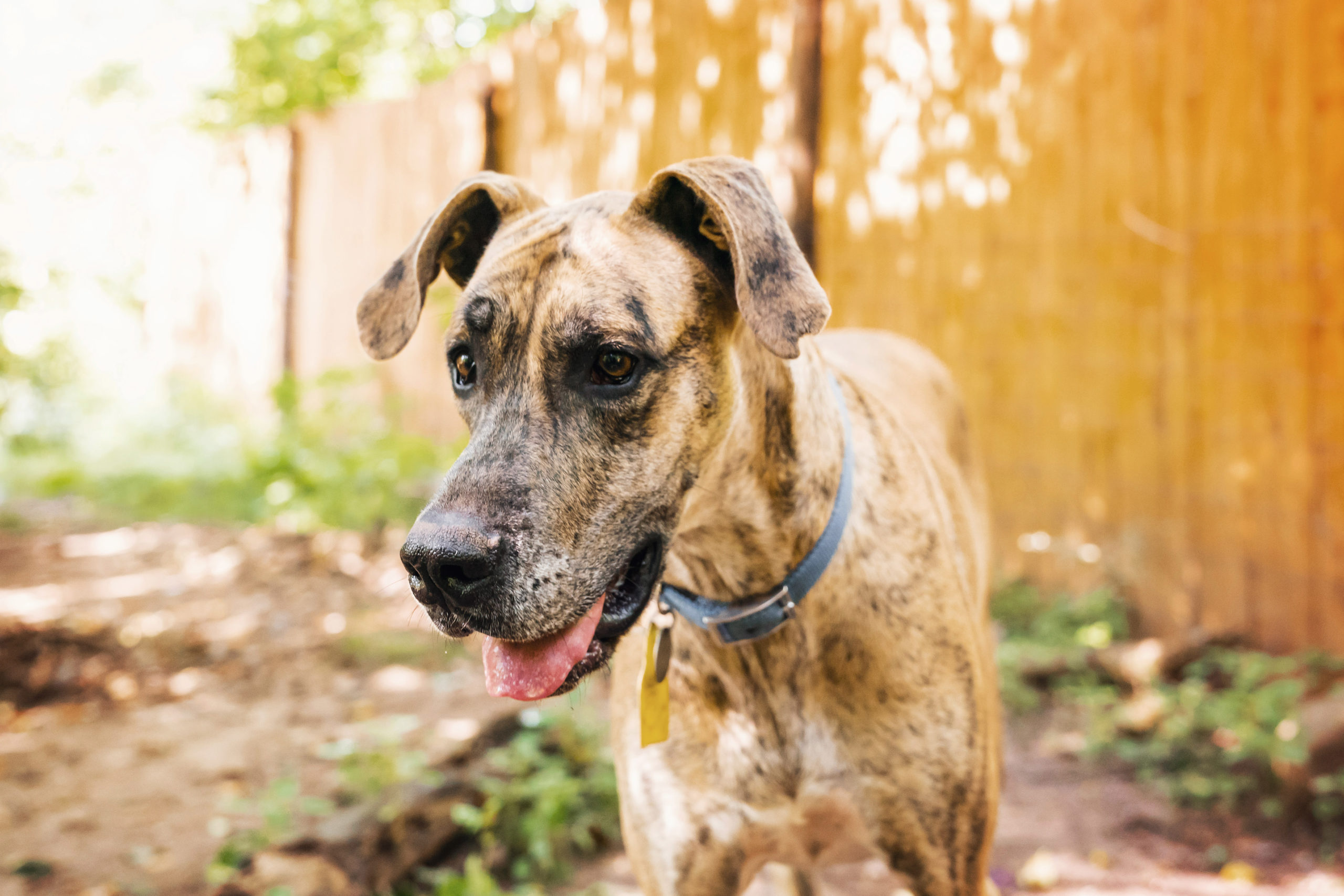 What to expect when Fostering a Great Dane - Great Dane Rescue of MN/WI