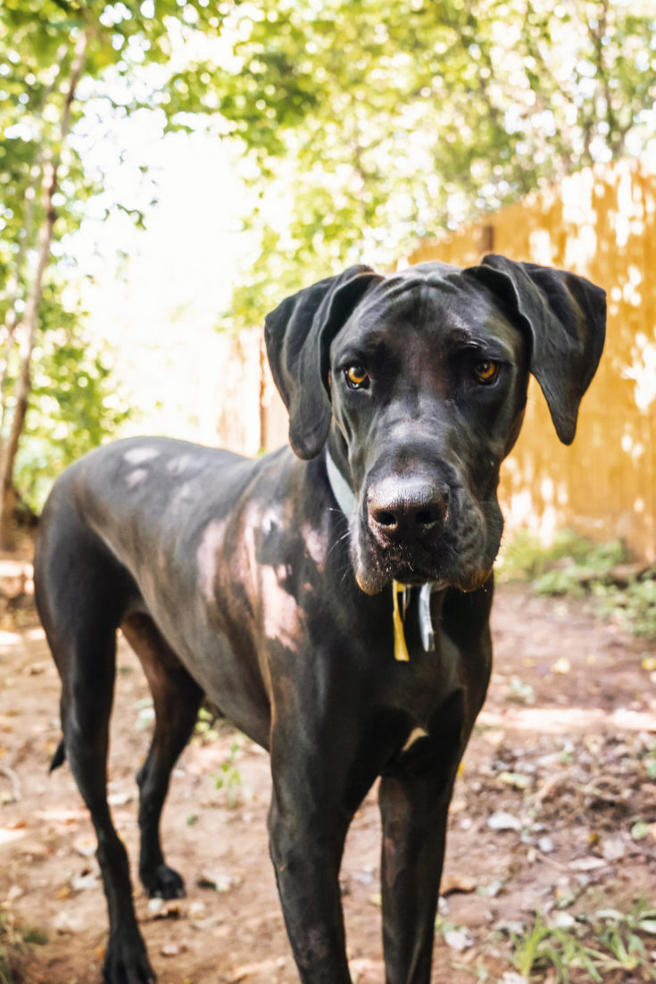 Home [www.savingdanes.org]