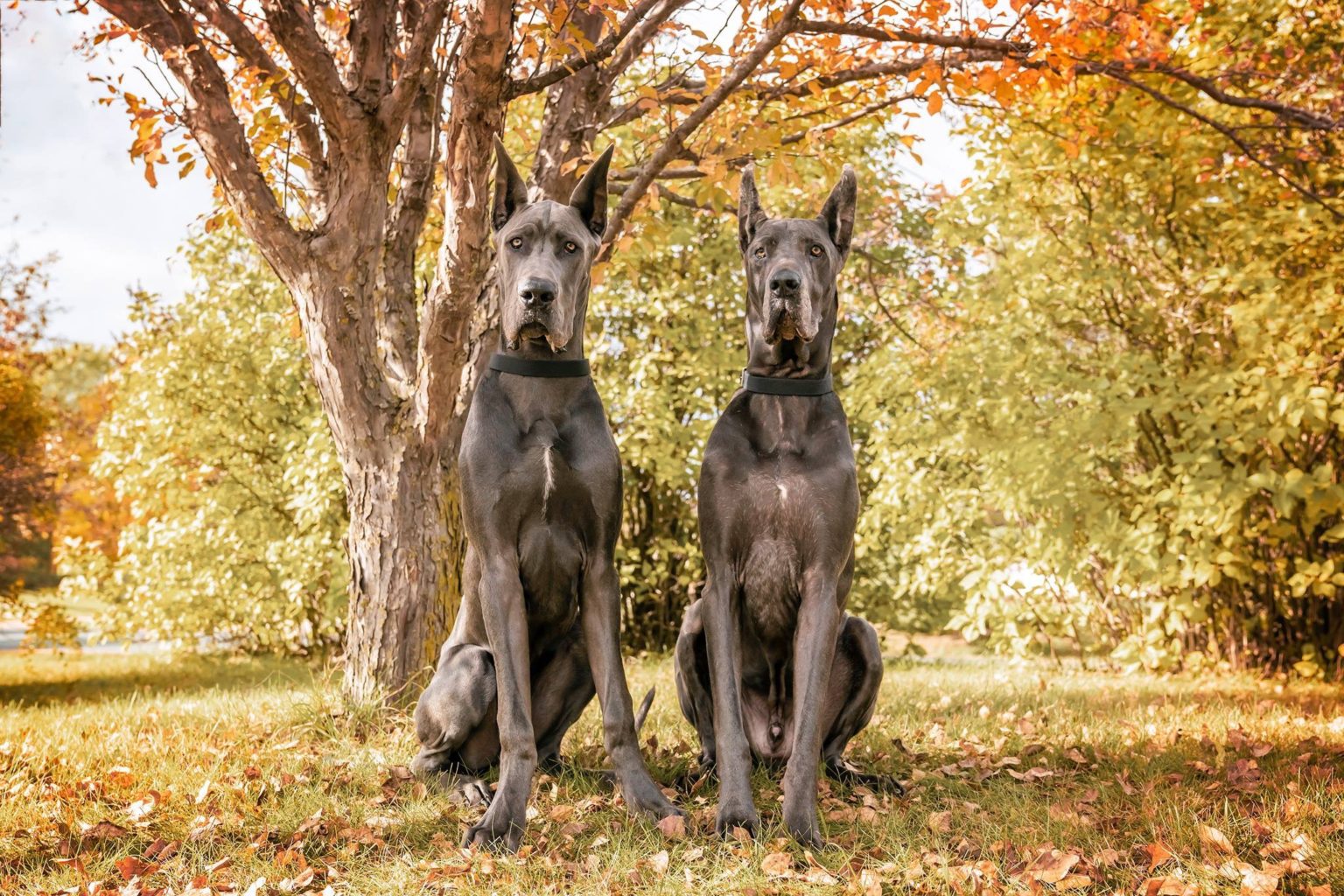 Home [www.savingdanes.org]