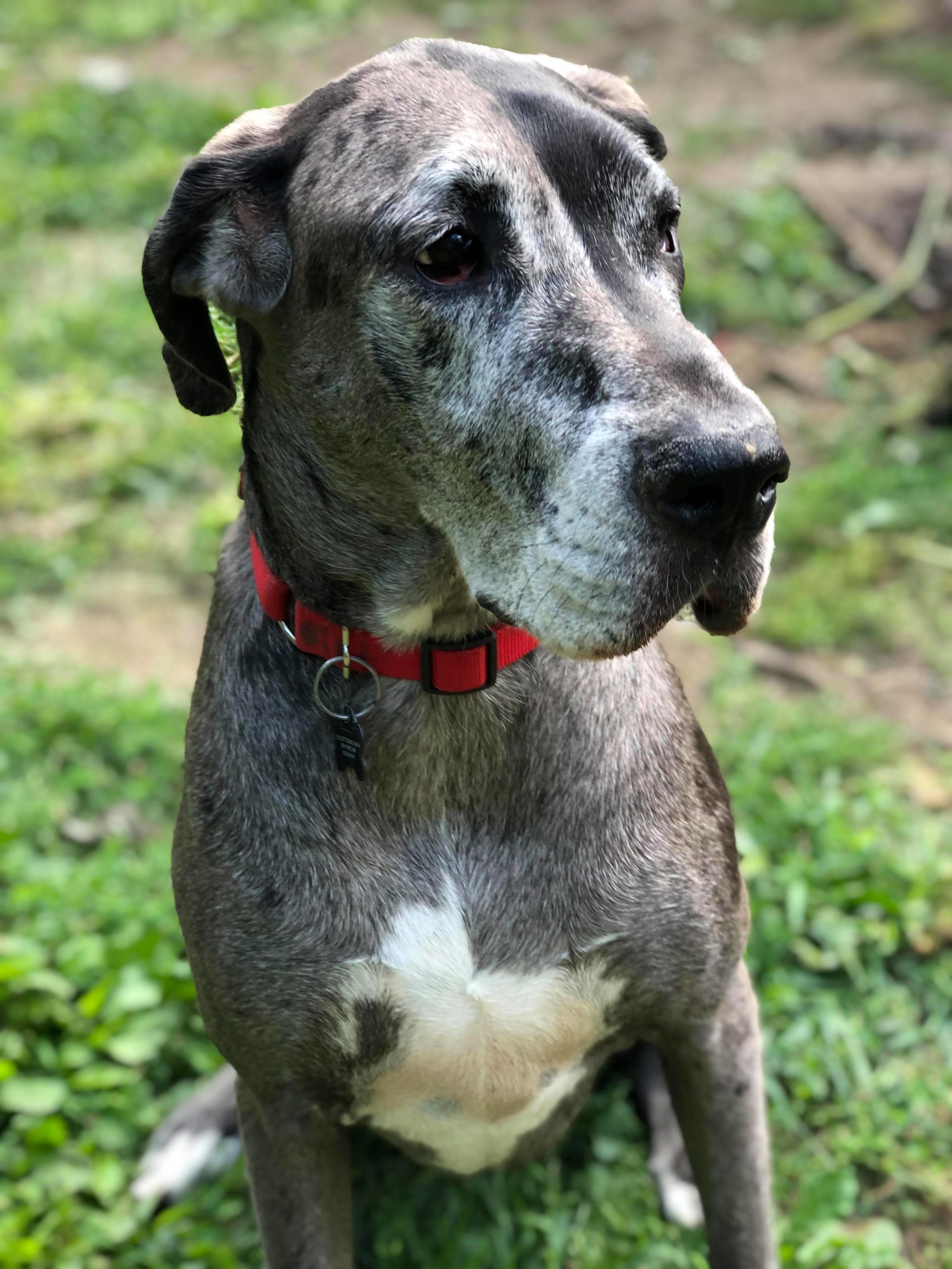 Home [www.savingdanes.org]