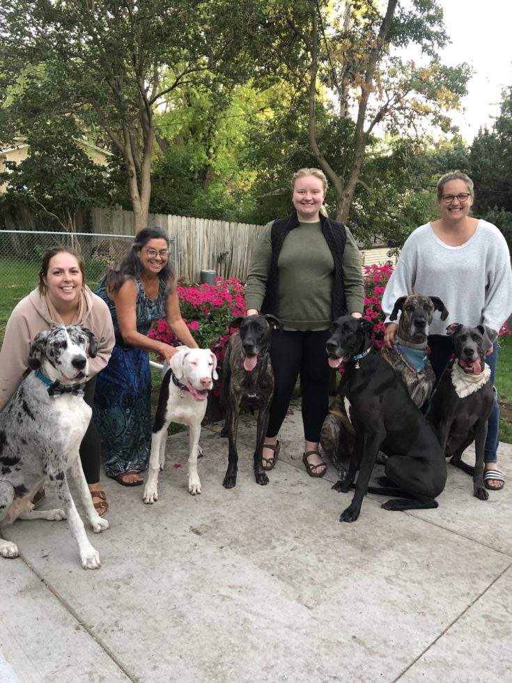 Contact Us - Great Dane Rescue of MN/WI
