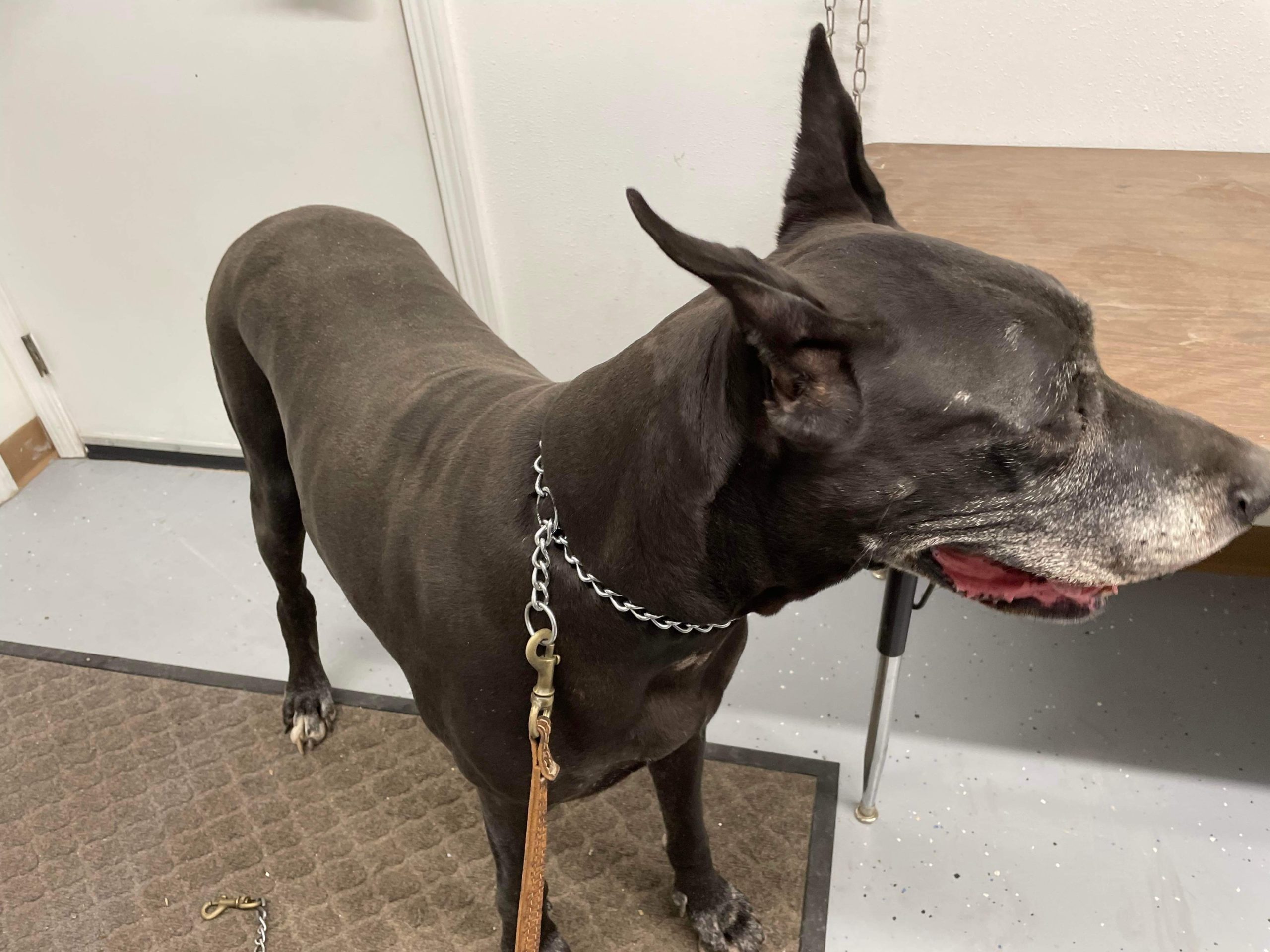 Minivan Notorious 9 - Great Dane Rescue of MN/WI